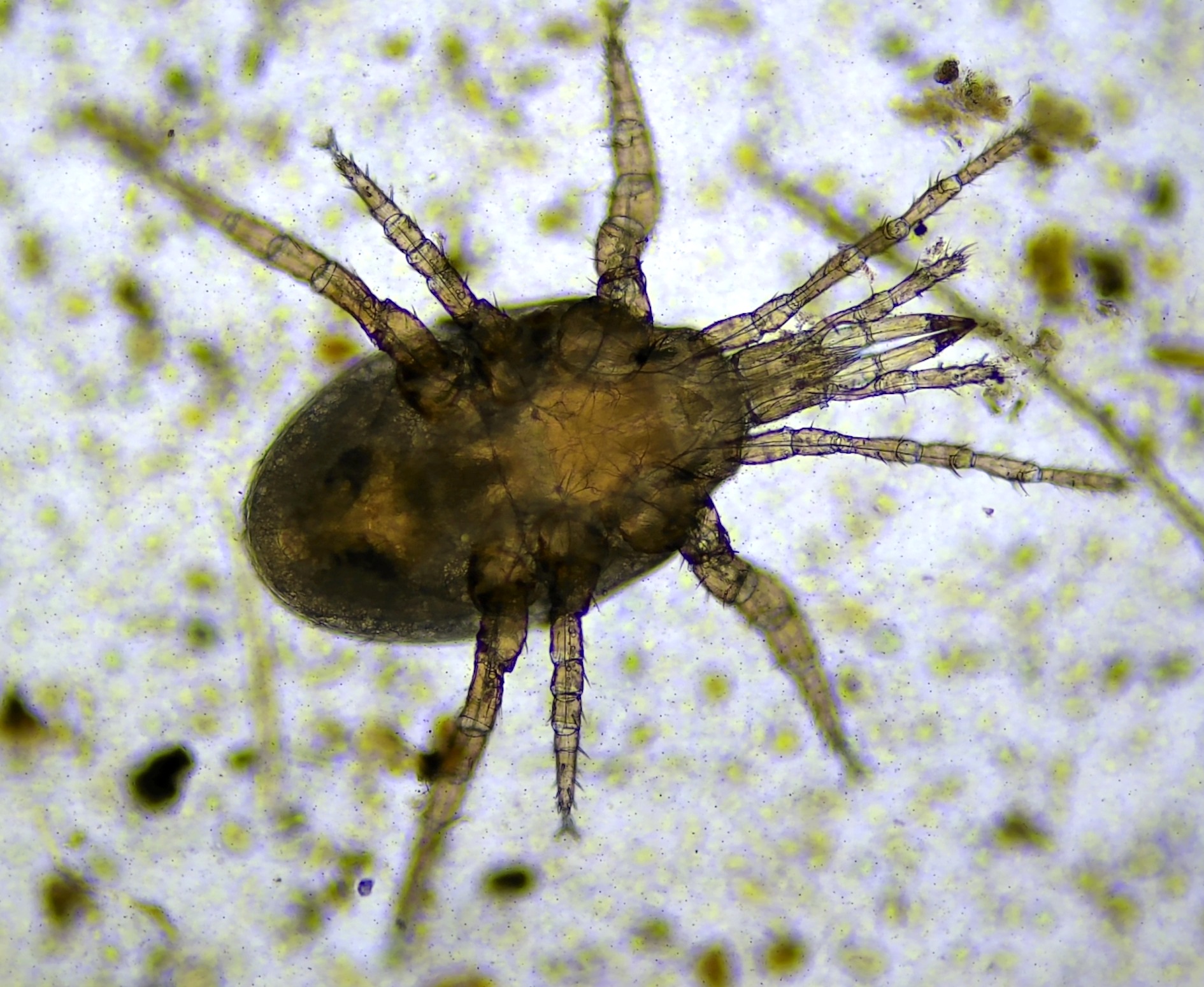 Meet the Soil Food Web