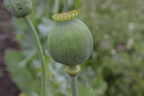 Bowling Ball Poppy | Secretgardenflowers