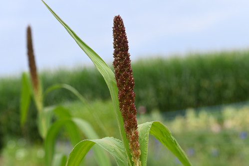 Highlander Ornamental Grass | Secretgardenflowers