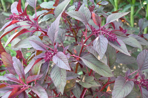 Polish Amaranth | Secretgardenflowers