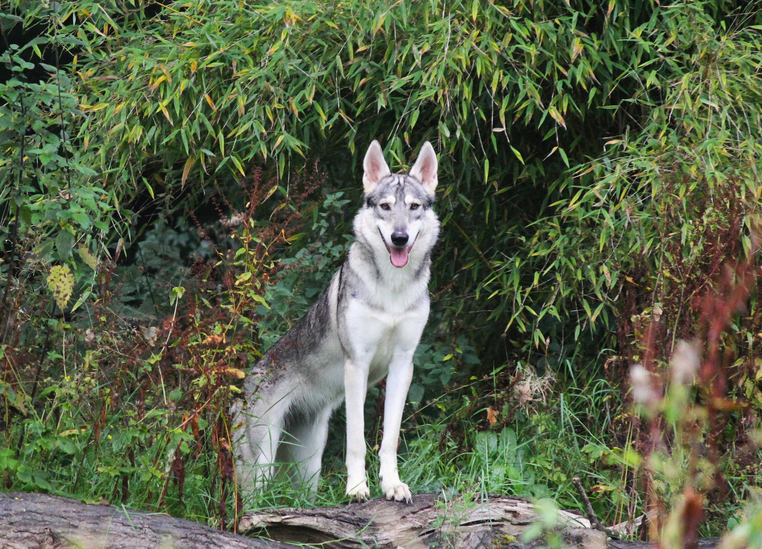 TALVI | Fireborn Northern Inuits & White Swiss Shepherds