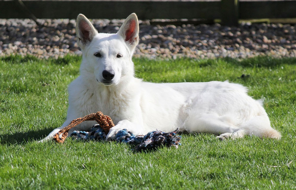 Northern Inuit Dog | Fireborn Northern Inuits & White Swiss Shepherds
