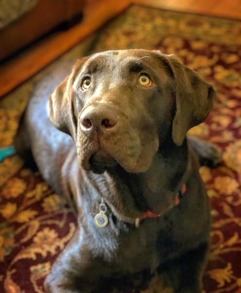 Ruffwood Labs - Alabama Labrador Puppies for Sale