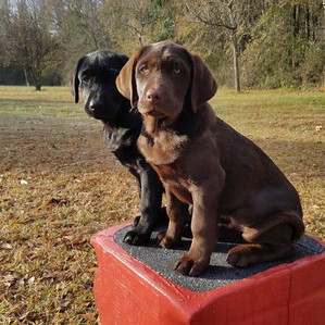 Ruffwood Labs - Alabama Labrador Puppies for Sale