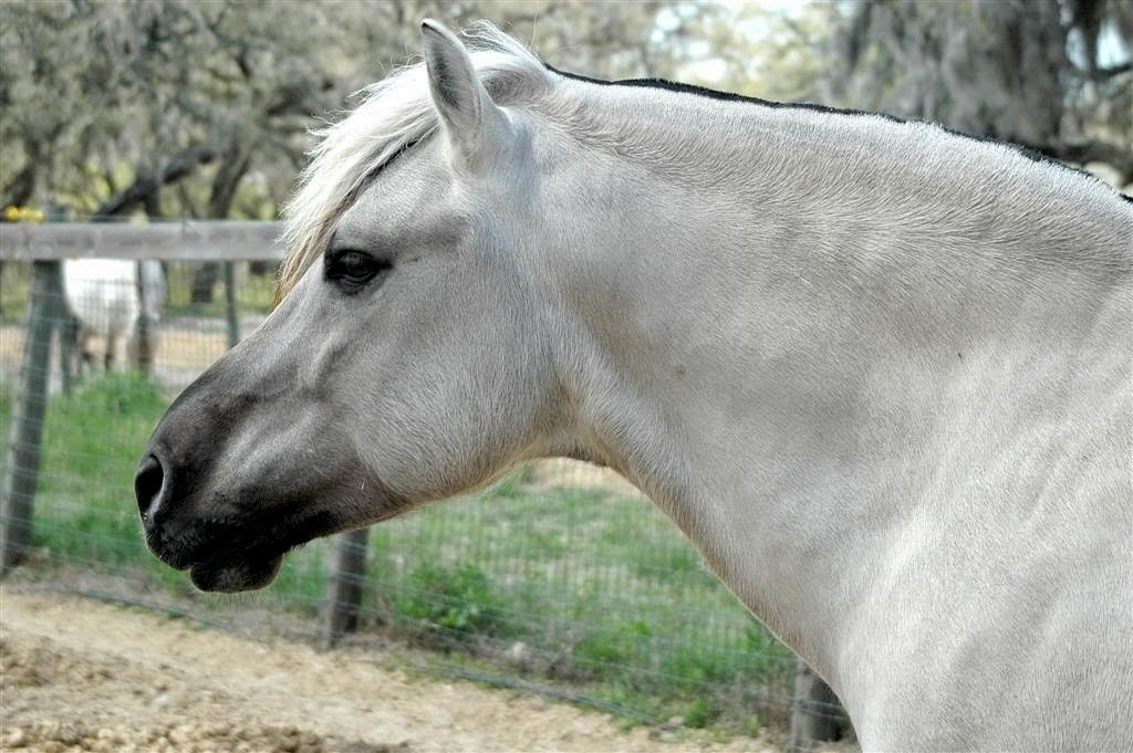 Conoce al caballo fiordo noruego