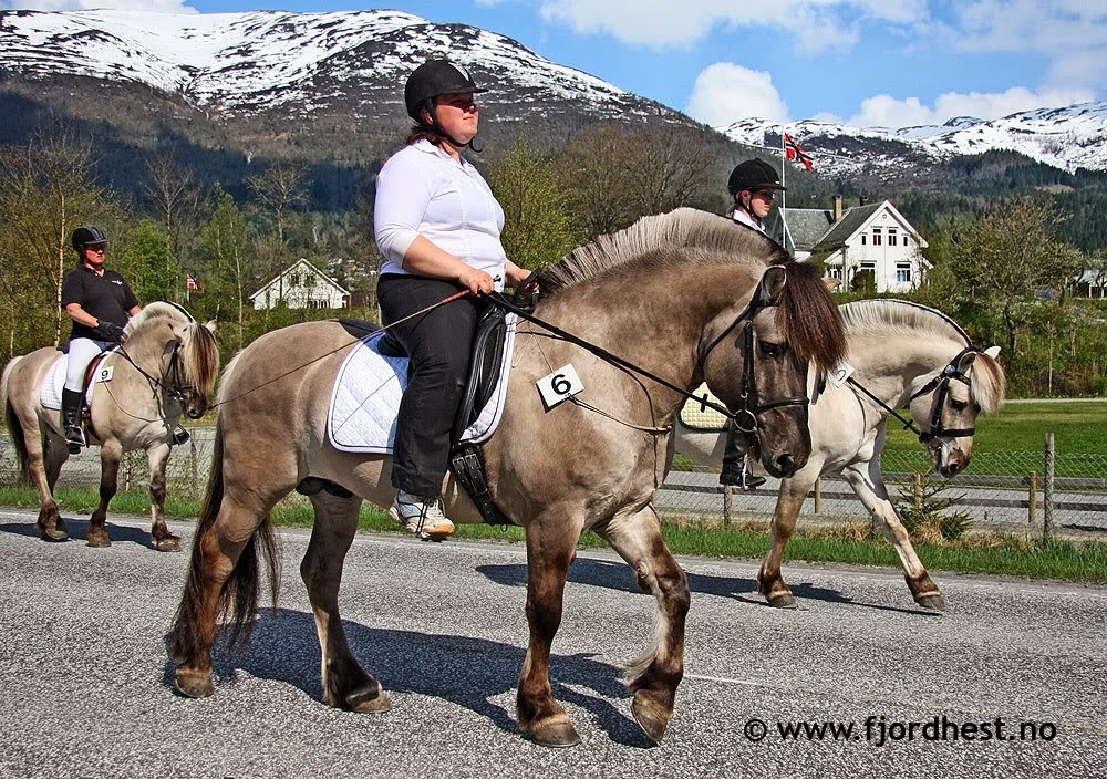Conoce al caballo fiordo noruego