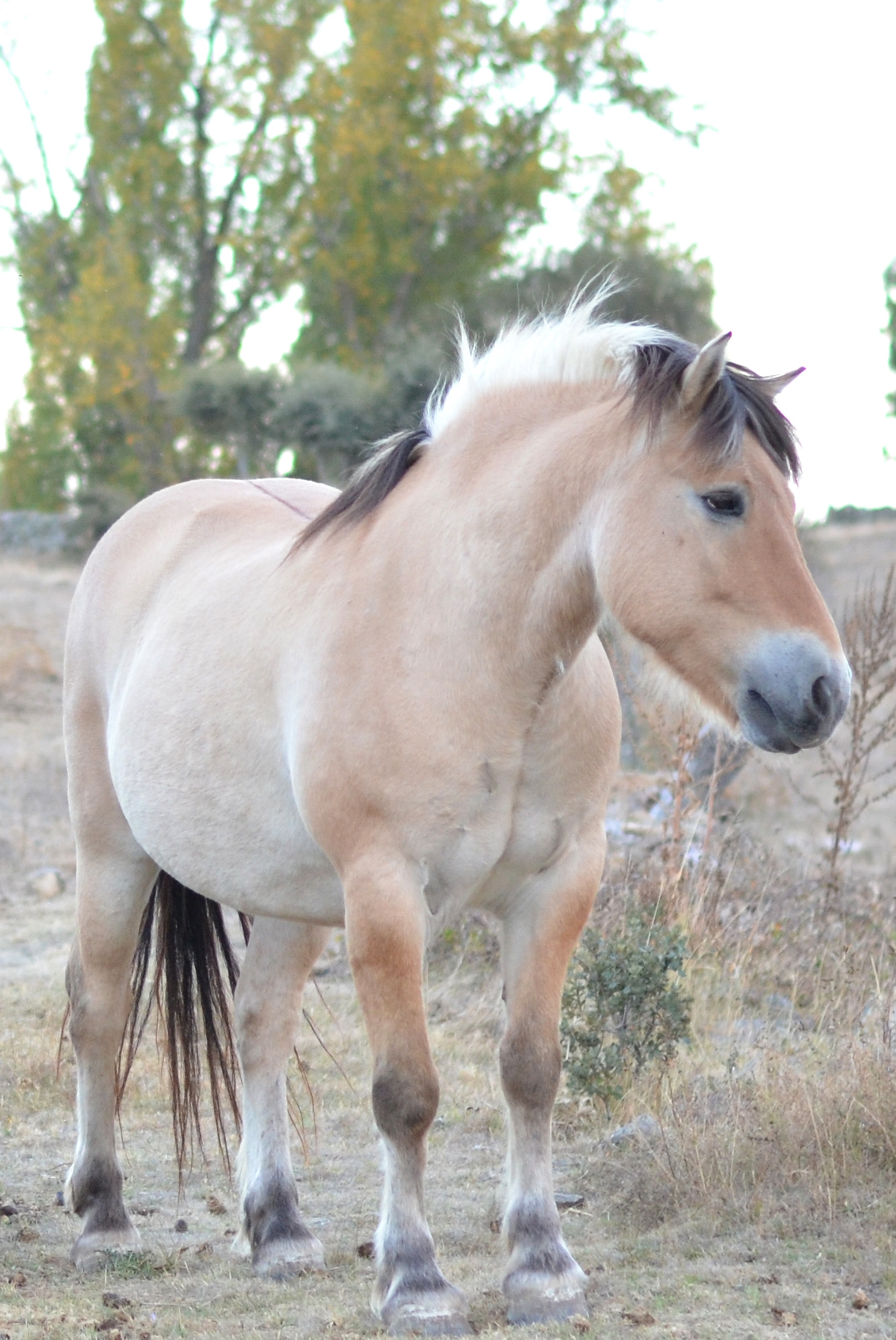 Conoce al caballo fiordo noruego