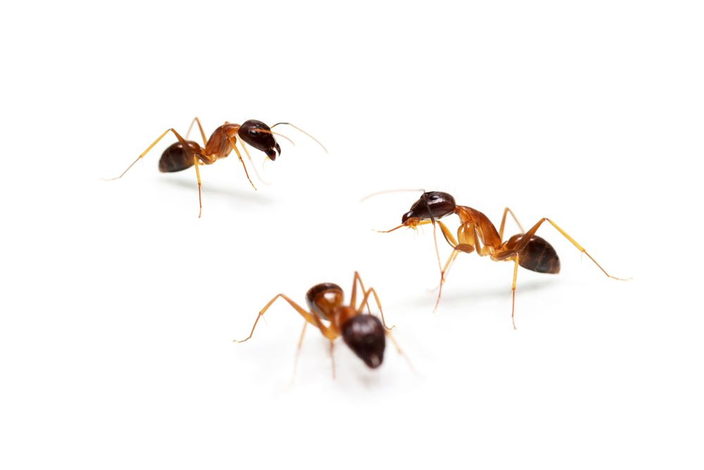 Puzzle #1: Ant and Triangle Problem | Adobe