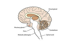 pineal gland activation