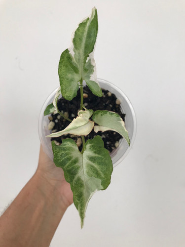 Syngonium T25 | IA SUSTENTÁVEL