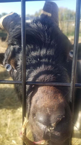 All Products | Worlds Only Winnetoon