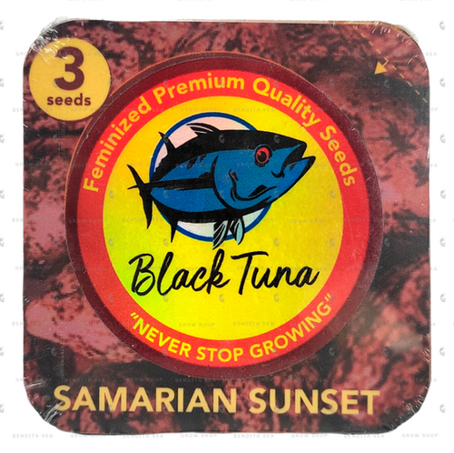 SAMARIAN SUNSET | My Site