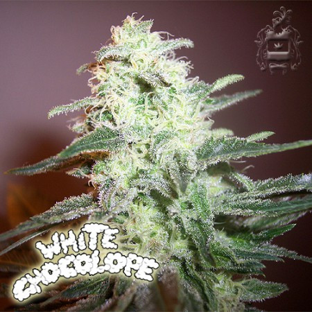 WHITE CHOCOLOPE | My Site
