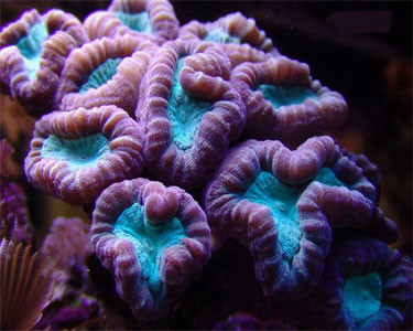 Candy Cane Coral (Caulastrea furcata) | qualitycoralsuk