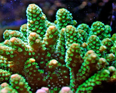 Fijian Green Acropora (Acropora humilis) | qualitycoralsuk