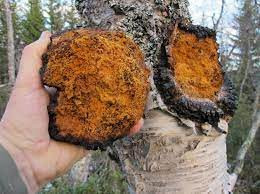 Chaga Inonotus obliquus Monograph | Red's Remedies
