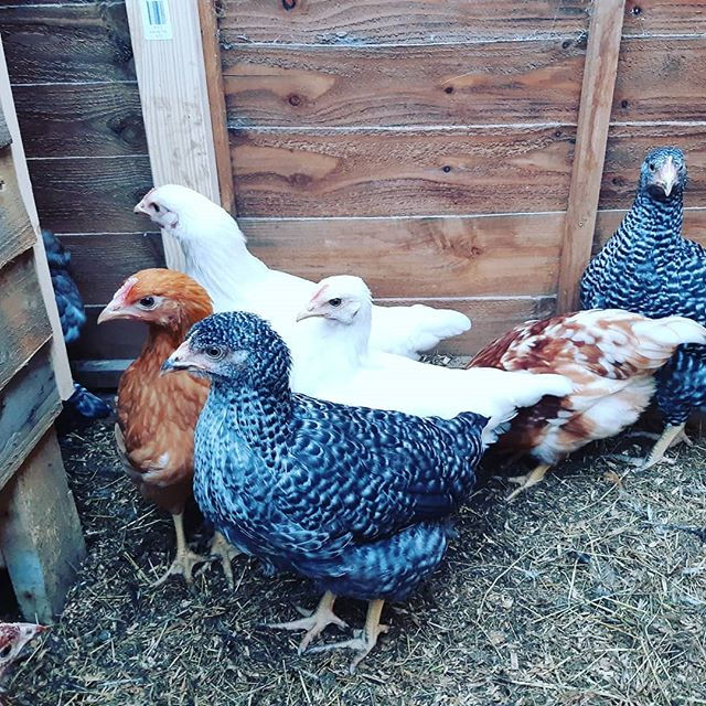 Pullets now available