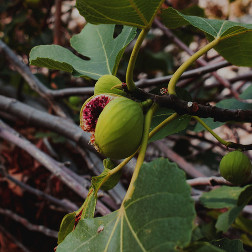 Fig Tree | Jordan's Garden