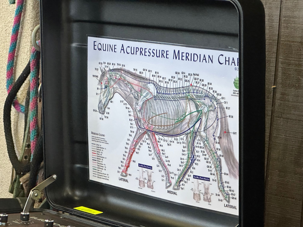 Electro-Equiscope Treatment | Cappel Horse Training, Shoeing & Farrier ...