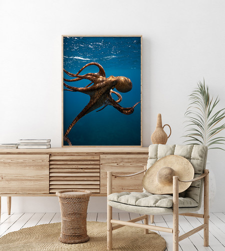TAKO 2 Underwater Octopus Photography Print by ERIOCEAN