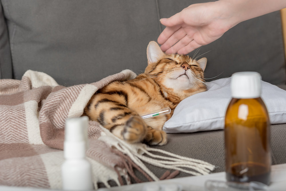 How to Handle a Cat Emergency: Essential First Aid Tips and When to ...