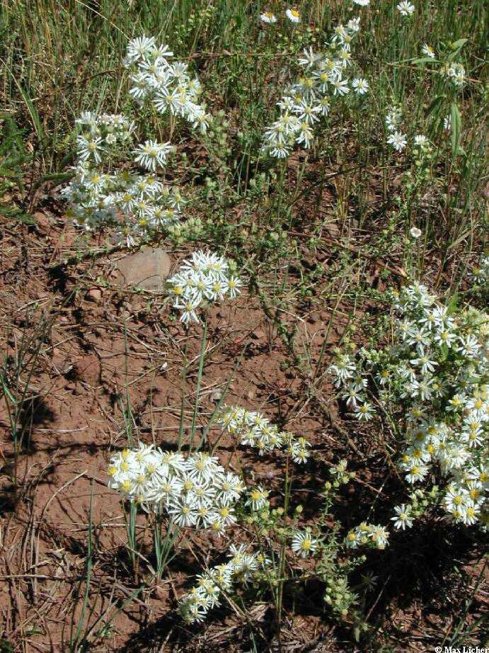 PERENNIAL FORBS | Borderlands Plants
