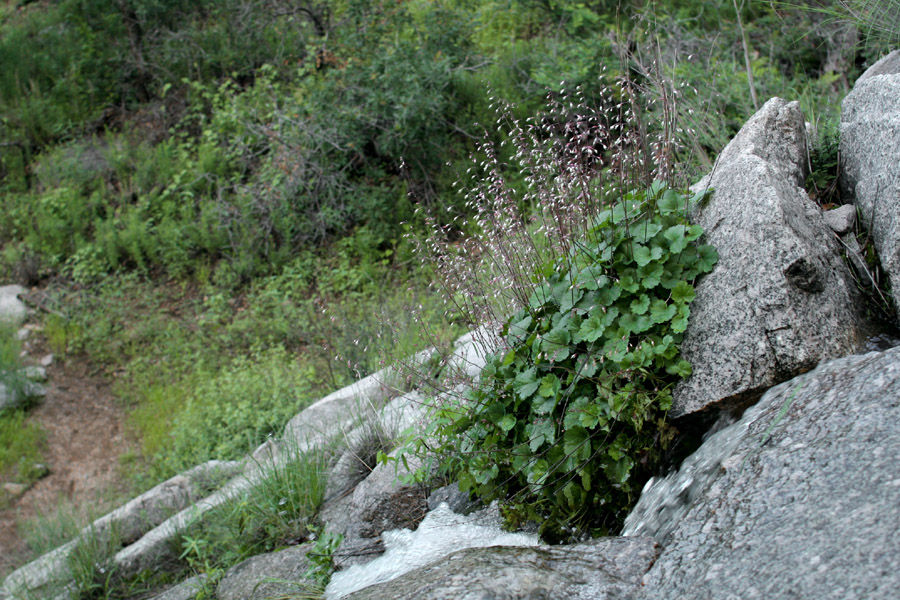 PERENNIAL FORBS | Borderlands Plants