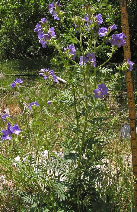 PERENNIAL FORBS | Borderlands Plants