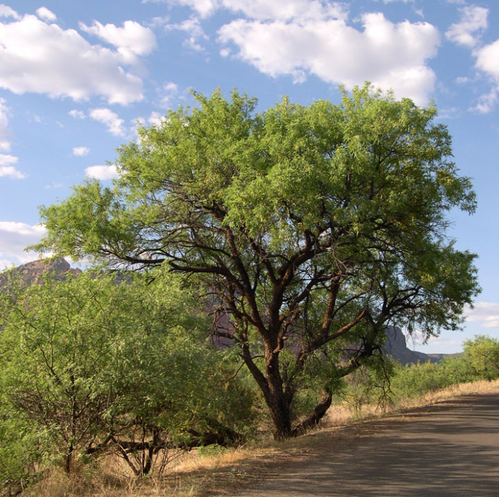 Velvet Mesquite, Prosopis velutina, container plant | Borderlands Plants