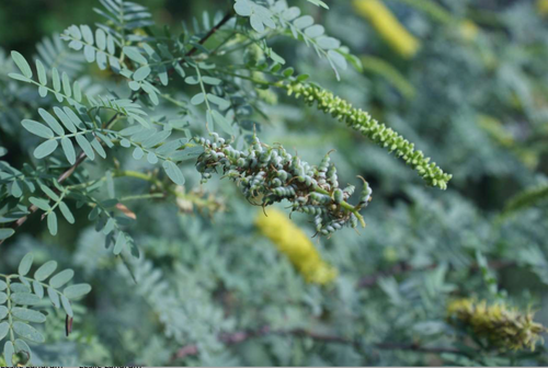 Screwbean Mesquite, Strombocarpa (Prosopis) pubescens, container plant ...