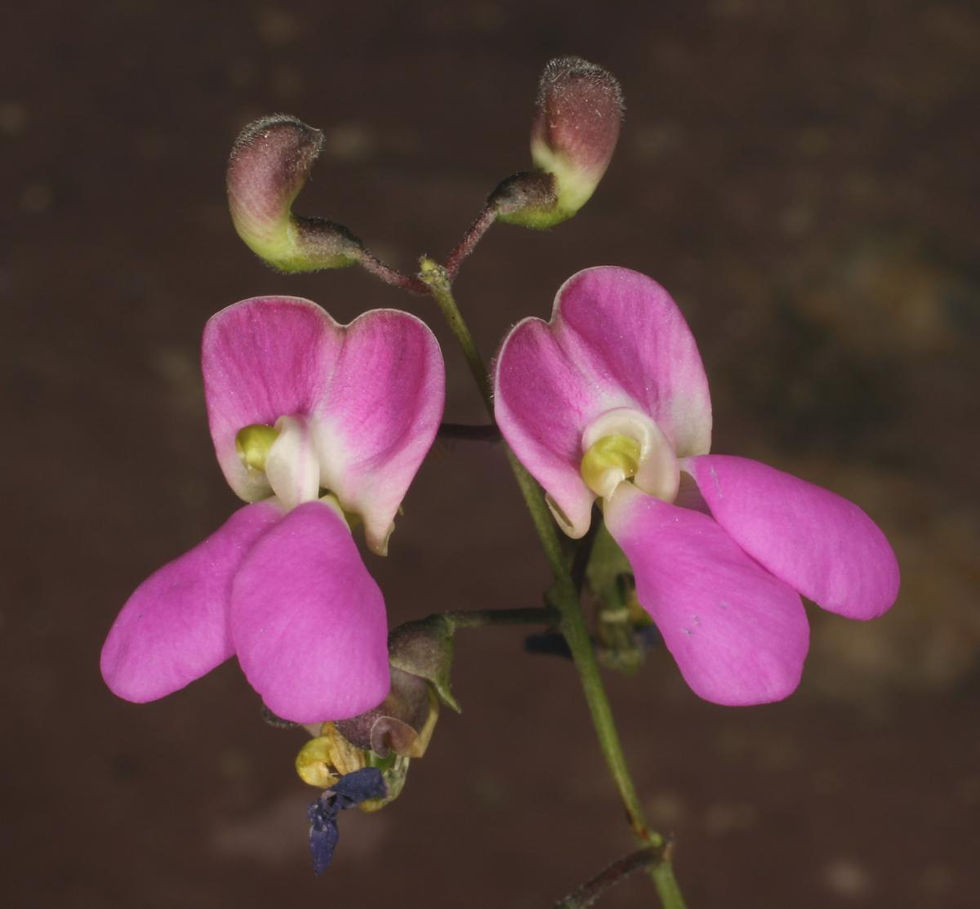 PERENNIAL FORBS | Borderlands Plants