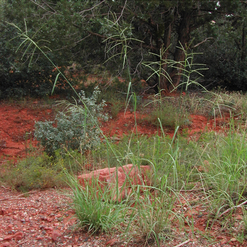 Green Sprangletop, Disakisperma dubium, container plant | Borderlands ...