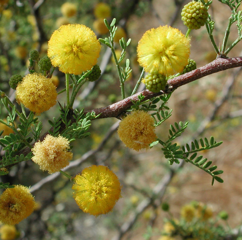 Whitethorn Acacia, Vachellia constricta, container plant | Borderlands ...