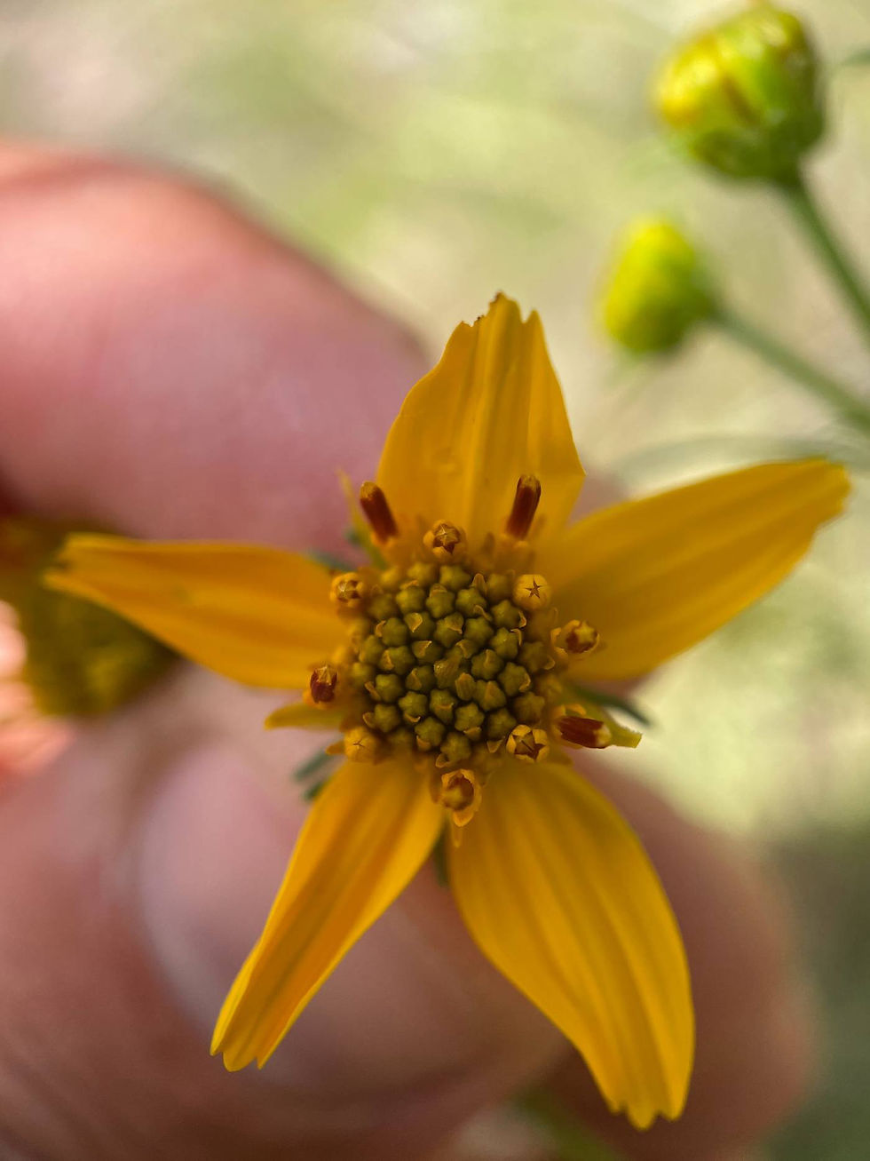 PERENNIAL FORBS | Borderlands Plants
