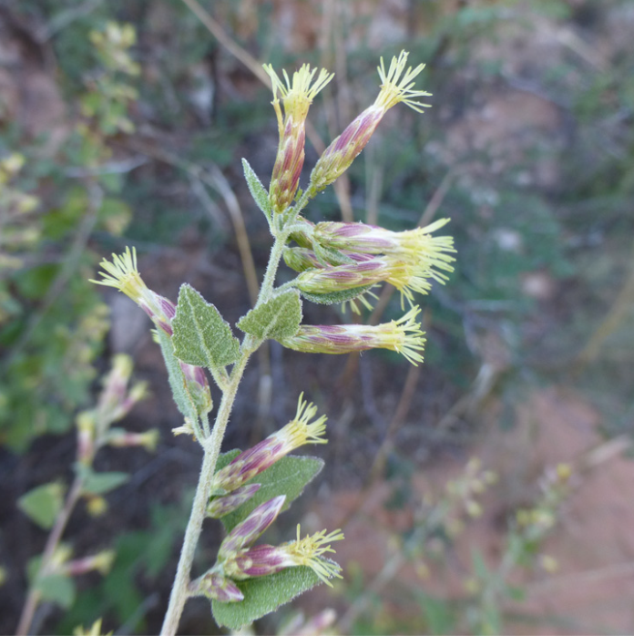 PERENNIAL FORBS | Borderlands Plants