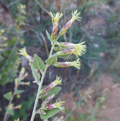 California Brickellbush, Brickellia californica, container plant ...