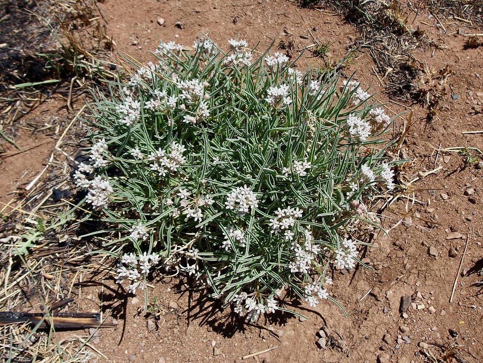 PERENNIAL FORBS | Borderlands Plants