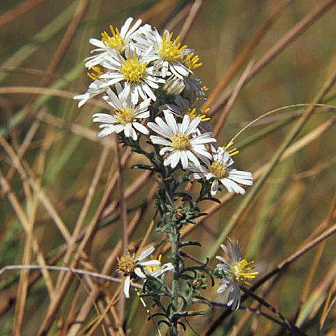 White Prairie Aster, Symphyotrichum falcatum, container plant ...