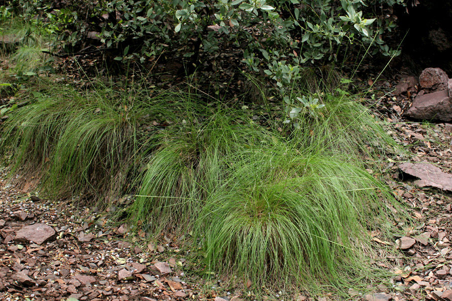GRASSES | Borderlands Plants