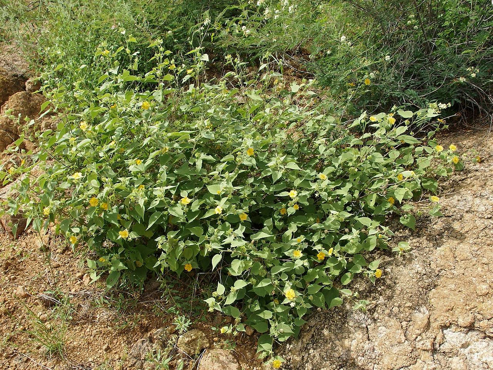 PERENNIAL FORBS | Borderlands Plants