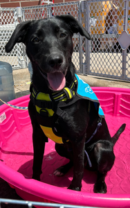 Puppy Adoption | Rocky Mountain Puppy Rescue | United States