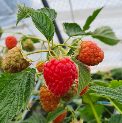 BerryWorld Celebrates 30 Years of Innovation with New Varieties