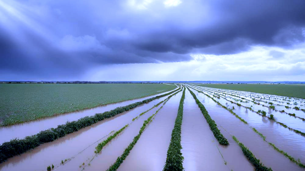 British Growers Struggling as Floods Slash Vegetable Yields and Prices Soar