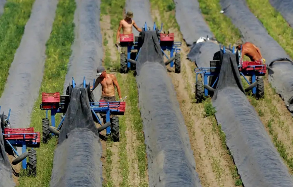Germany’s Asparagus Obsession Faces A Crisis As Production Hits Decade Low