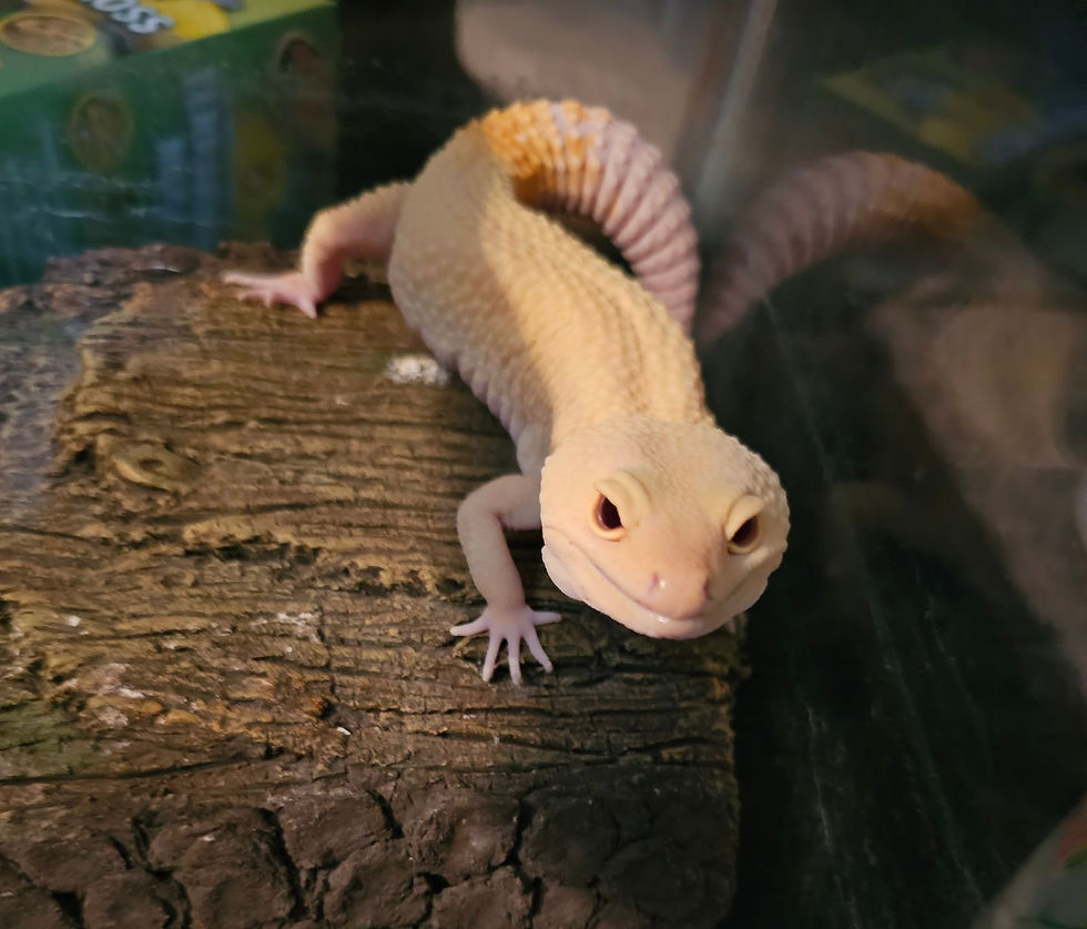 Adoptable Animals | Ashburn's Animals