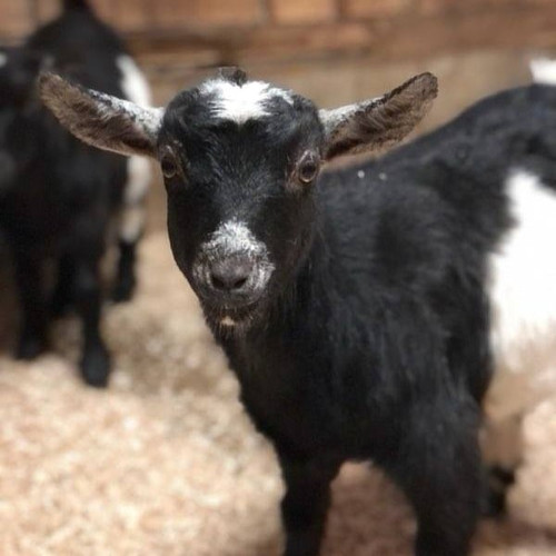 Louise - Sponsor | Ashburn's Animals