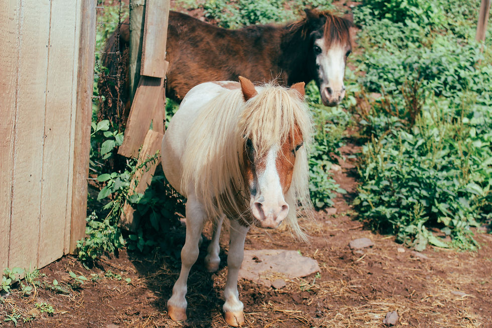 The Animals | Ashburn's Animals 6/7