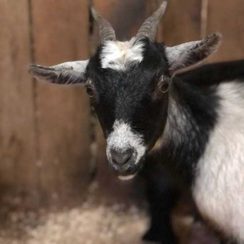 Tweak - Sponsor | Ashburn's Animals