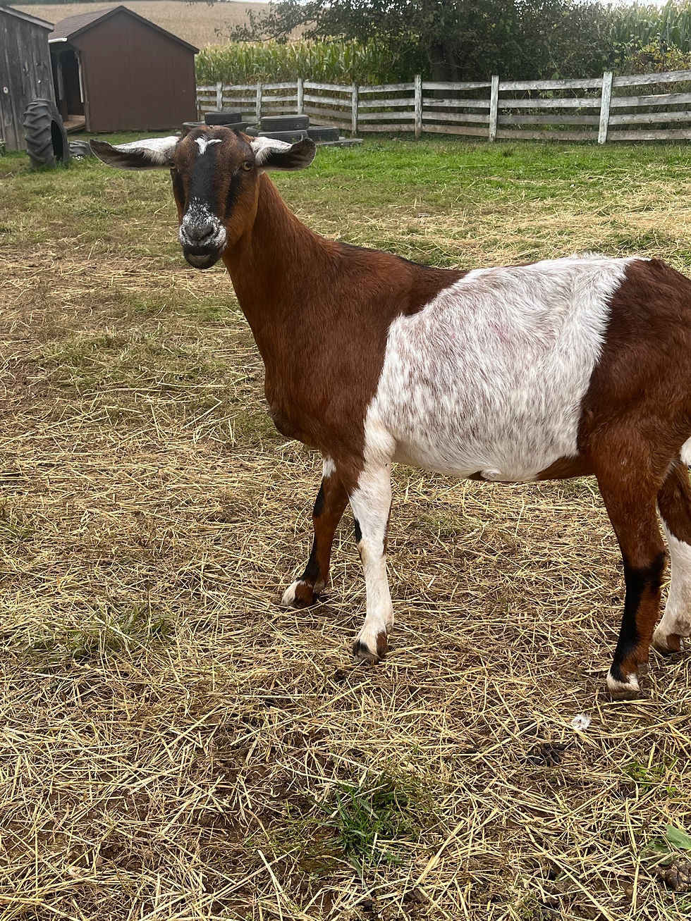 Home | Ashburn's Animals