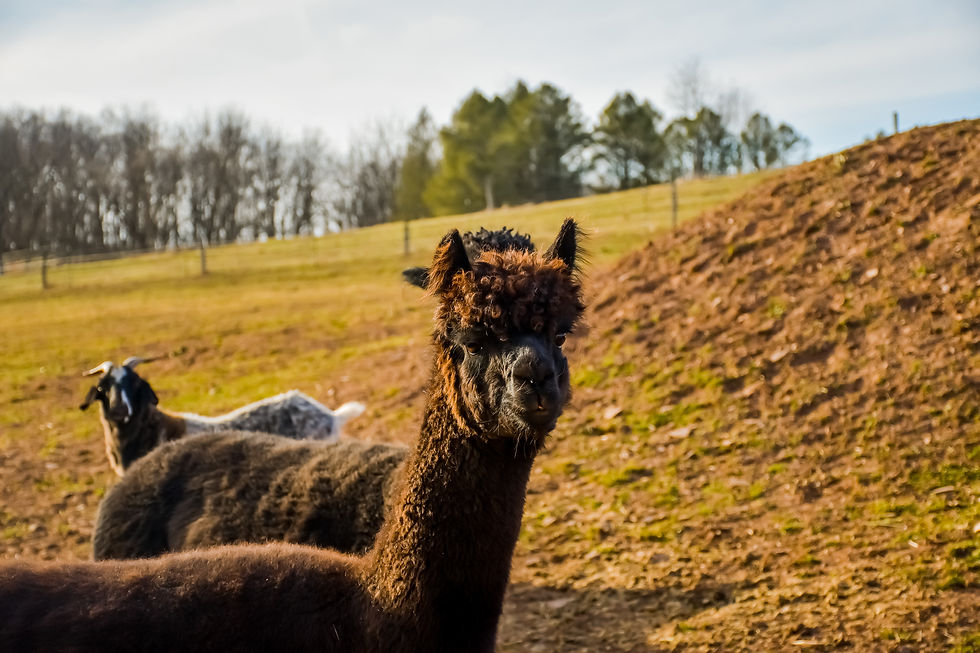 The Animals | Ashburn's Animals 5/7